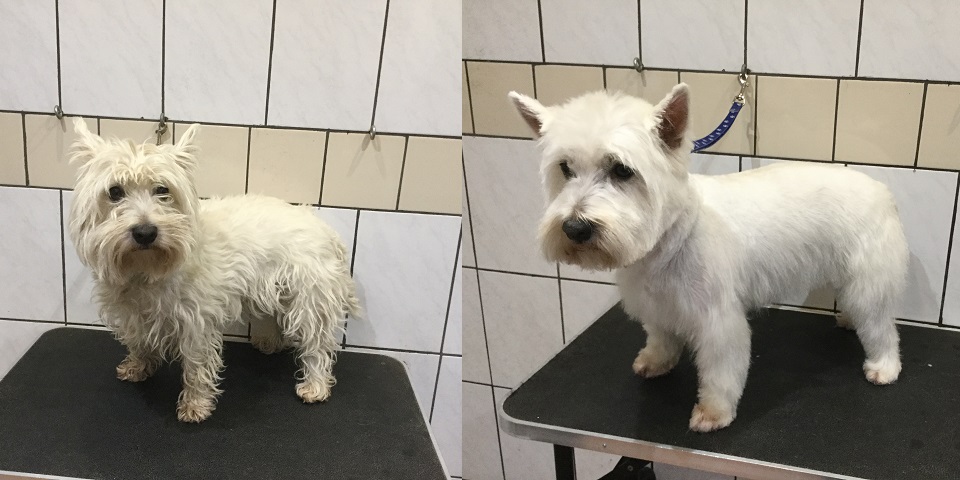 Dandy Dog Grooming Parlour